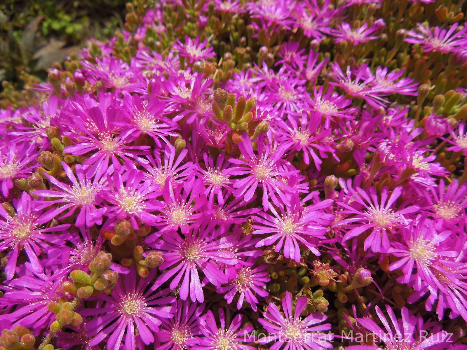 LAMPRANTHUS SPECTABILIS - BOTÀNIC SERRAT