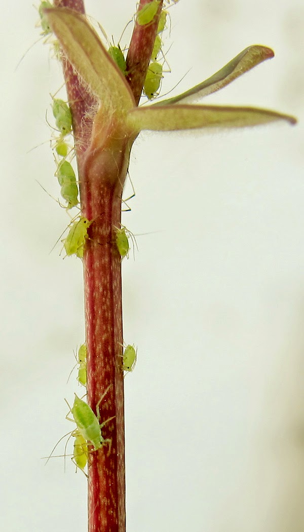 Carnet Nature: Puceron