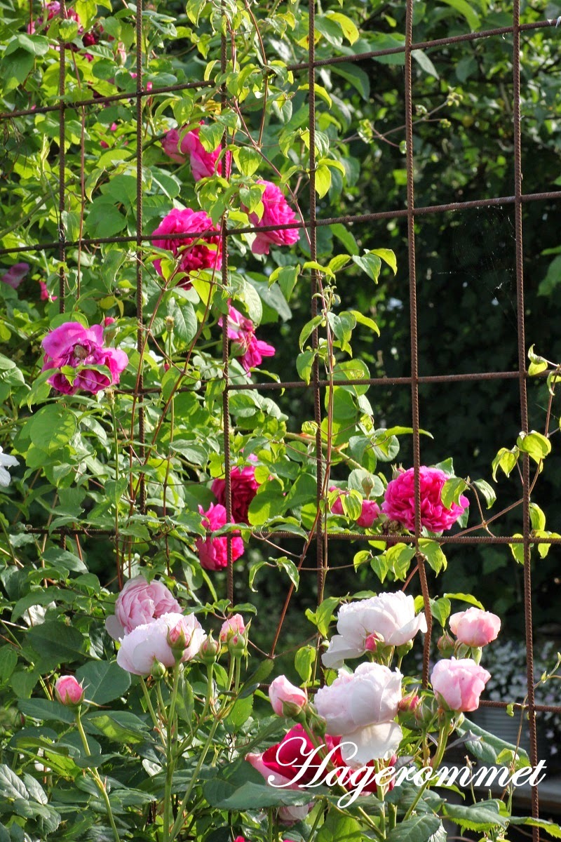 Hagerommet: Rosene er i full blomst....