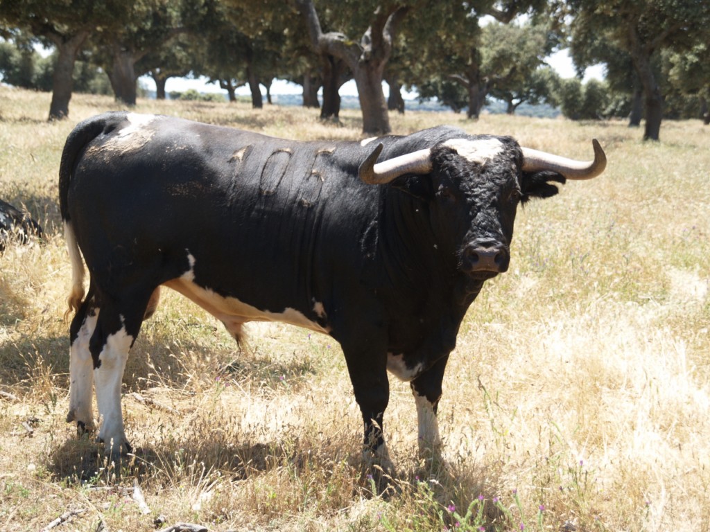 BLOG NOVEDADES ASTAUVI: UTRERO DE LA ASOCIACION CULT TAURINA DEL TORO Y ...