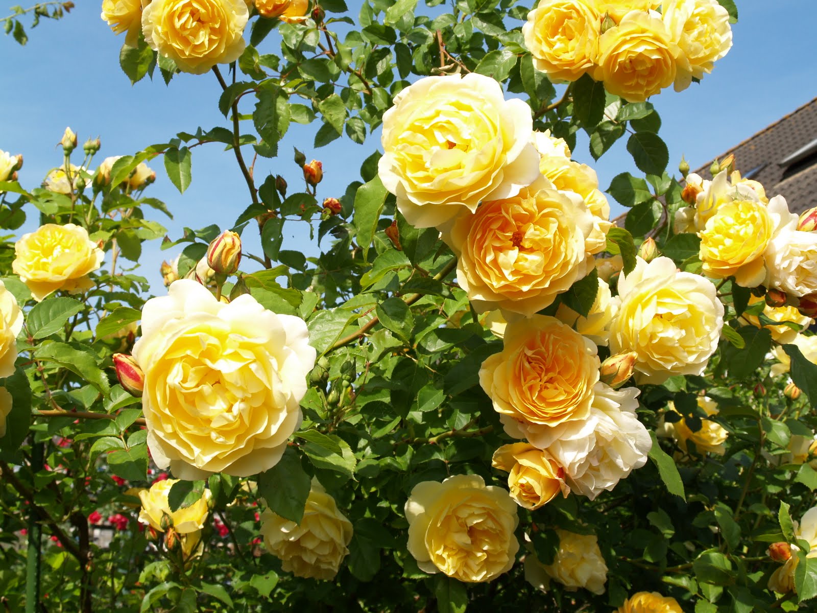 Tuinweetjes: Rozen snoeien
