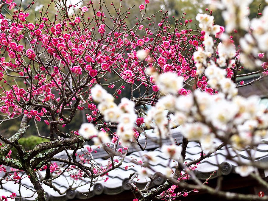 FROM THE GARDEN OF ZEN: Ume (Japanese apricot) flowers in Tokei-ji