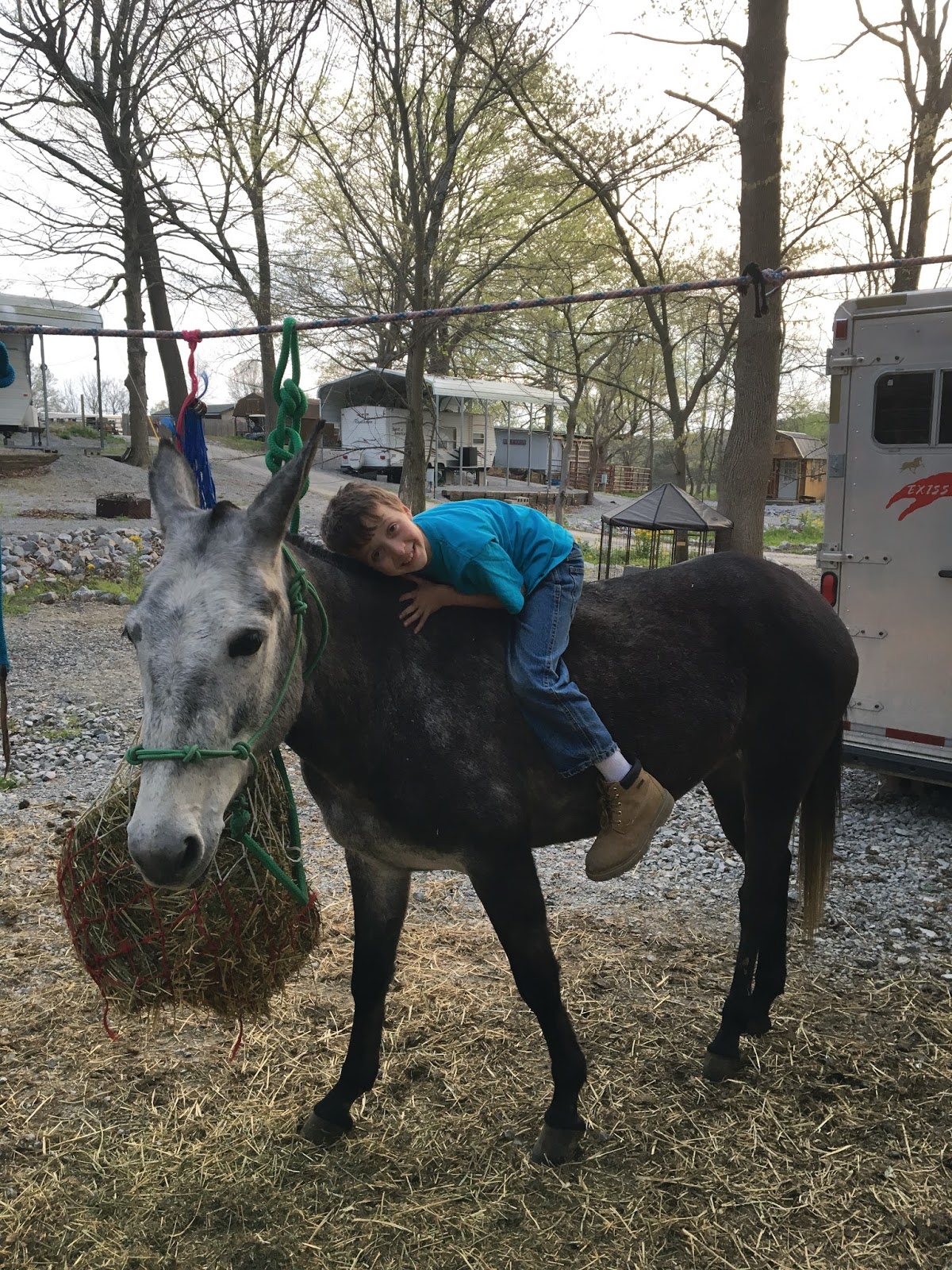 Mules and More Magazine: Shawnee Mule Ride