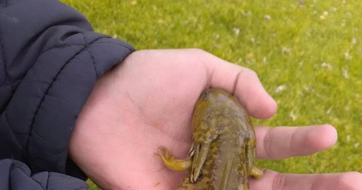 QUÉ COME EL AJOLOTE