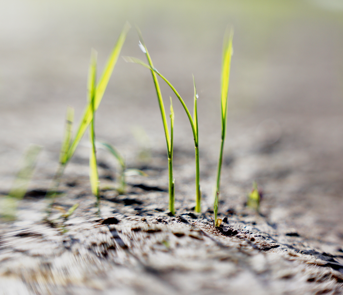 LSU AgCenter Rice Research Station