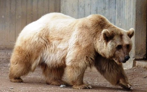 ⊳CONOCE A GROLAR: Un híbrido entre oso pardo y oso polar - PLANETA AZUL