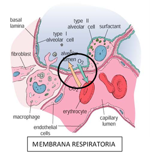 HISTOLOGÍA un enfoque clínico: FISIOLOGÍA RESPIRATORIA 3: DIFUSIÓN DE ...