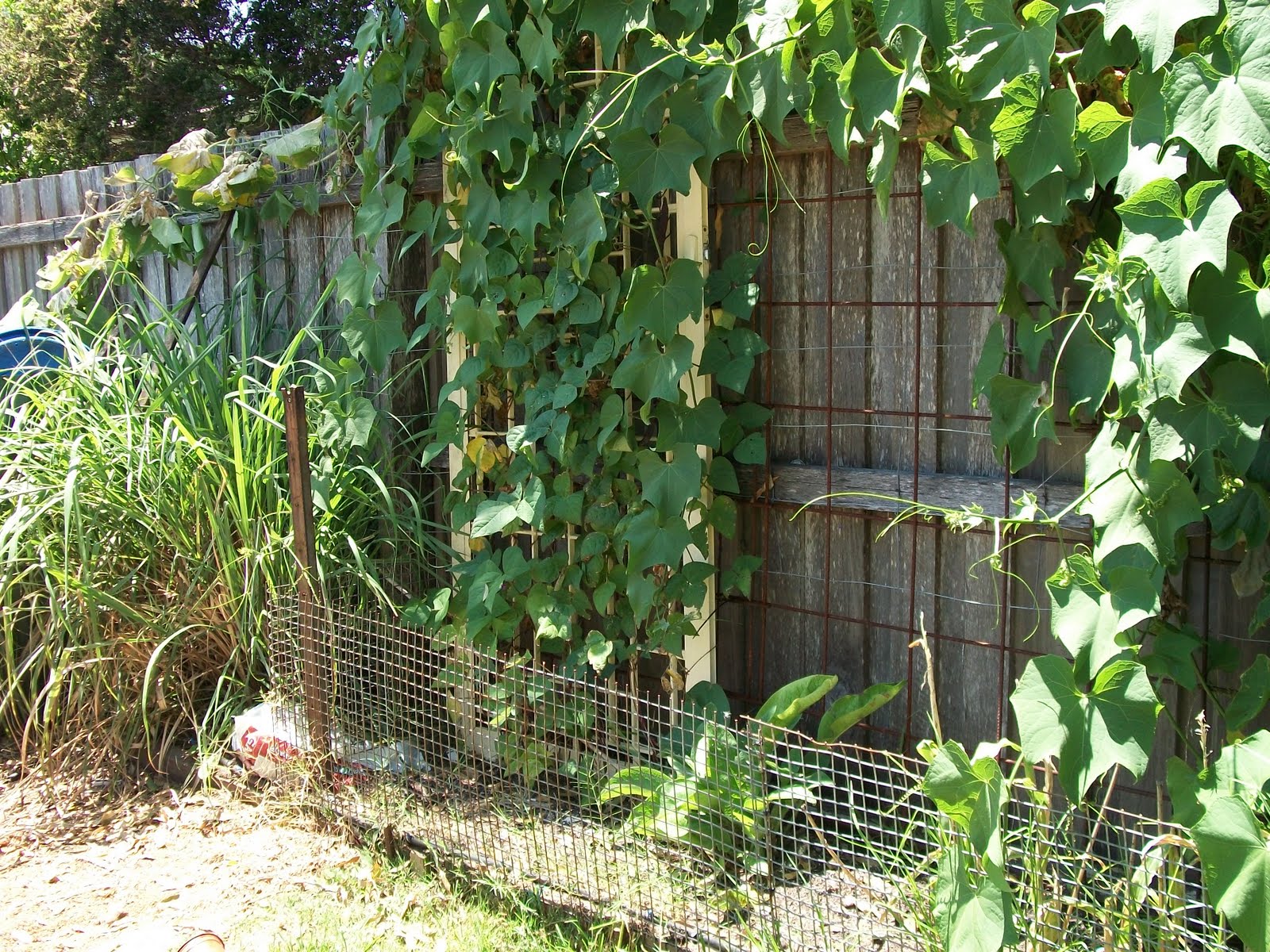 Just Like My Nan Made: When a Choko is not a Choko