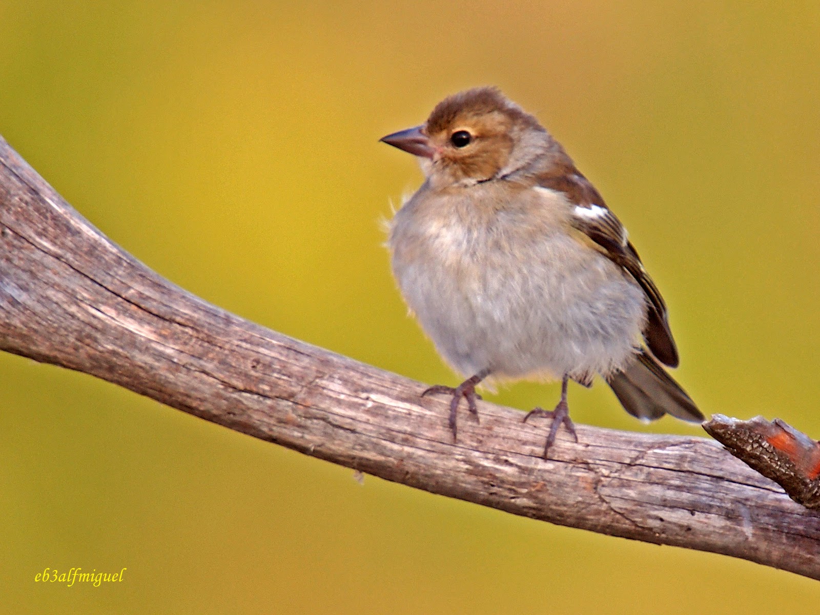 MIS AMIGAS LAS AVES: Pinzón vulgar (fringilla coelebs)