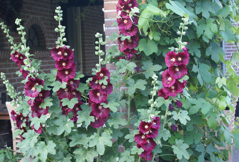 Balsemien: Stokrozen...