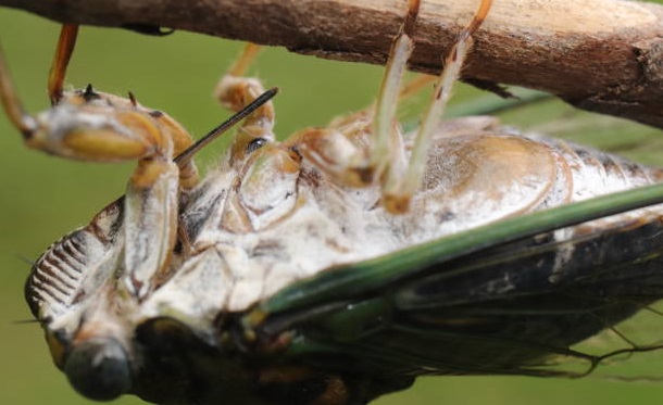 Kelly's Classroom Online: Fun Facts About Cicadas