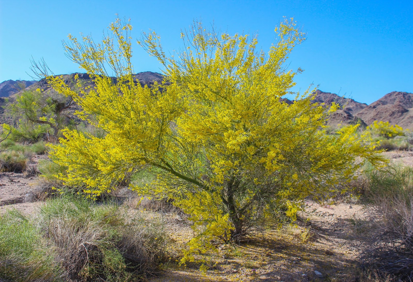 Cannundrums: Blue Palo Verde Tree