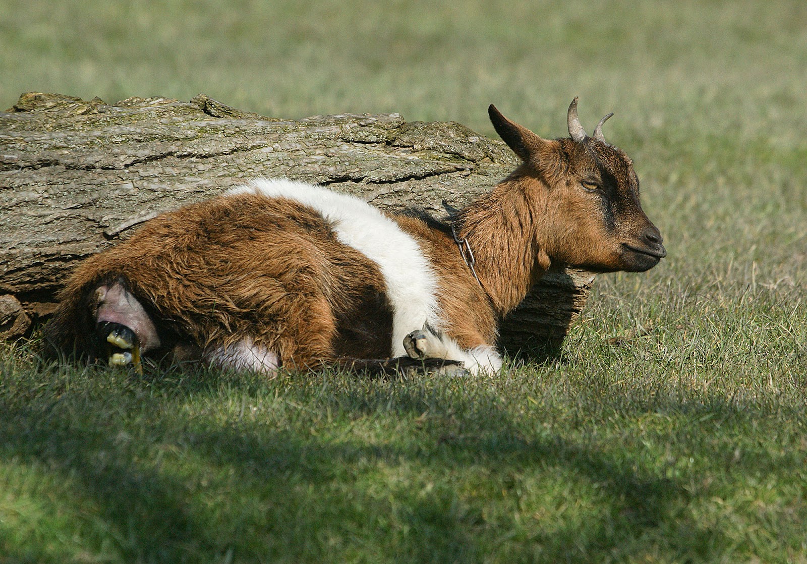 De Alblasserwaard: De geboorte van jonge geitjes in de Molenwaard