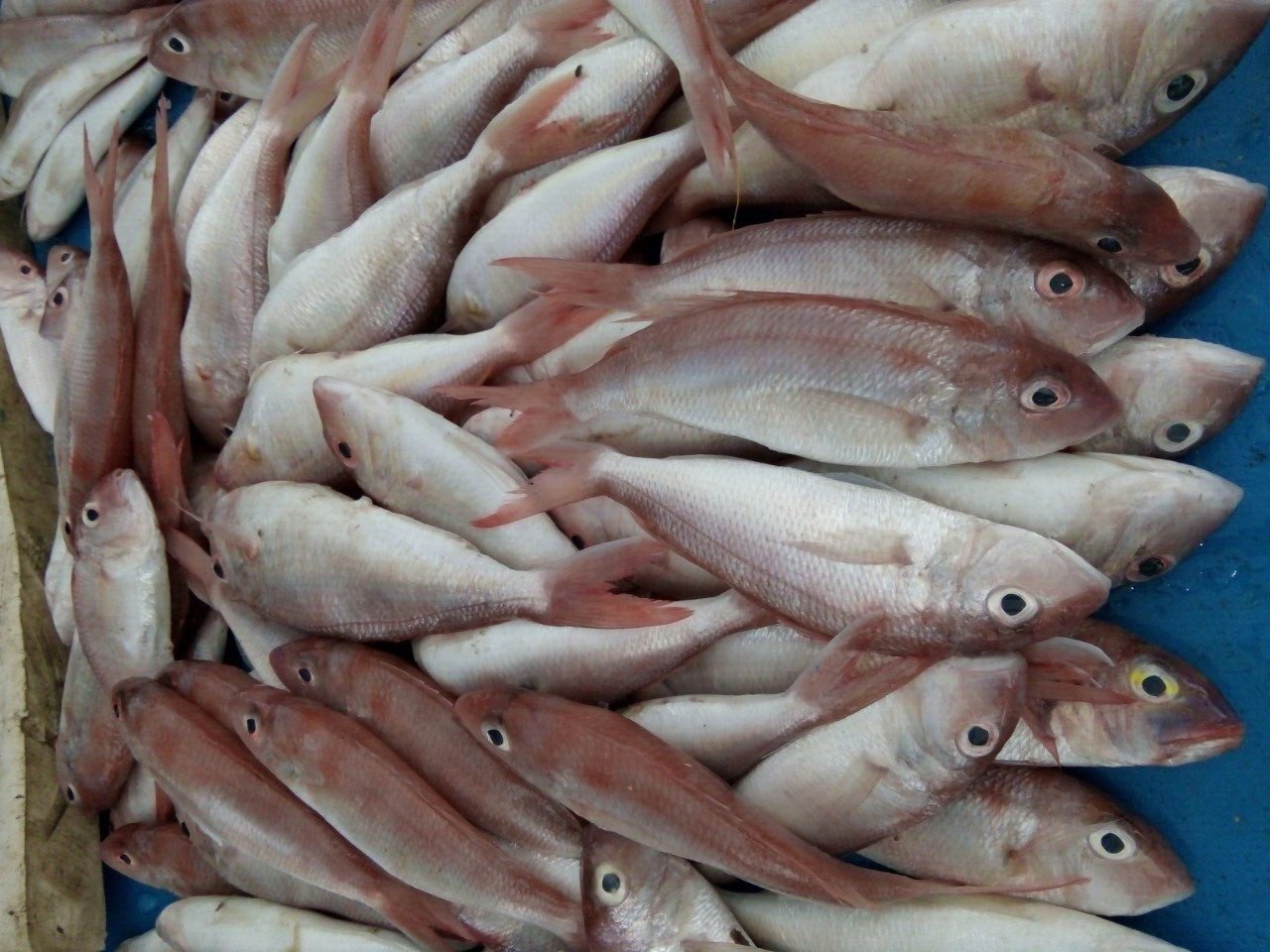 GOLDEN THREADFIN BREAM - VIET SEAFOOD CO.,LTD