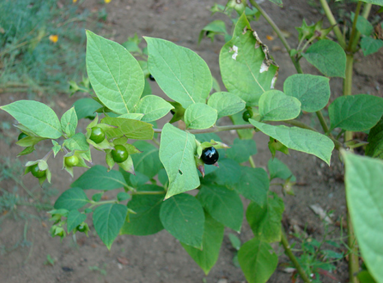 BELLADONNA ALKALOIDS - For Good Life BELLADONNA ALKALOIDS - For Good Life