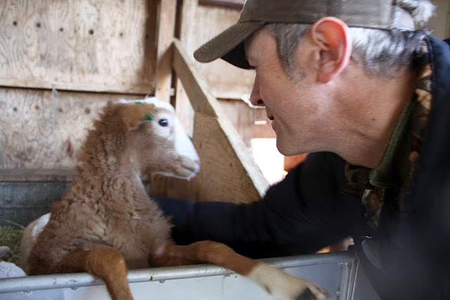 Seattle Tall Poppy: Spring Lamb at Ninety Farms