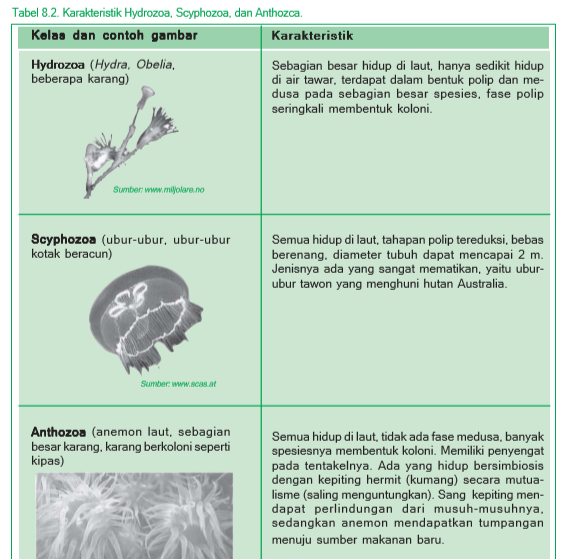 Berbagai Filum pada Animalia - Our Akuntansi