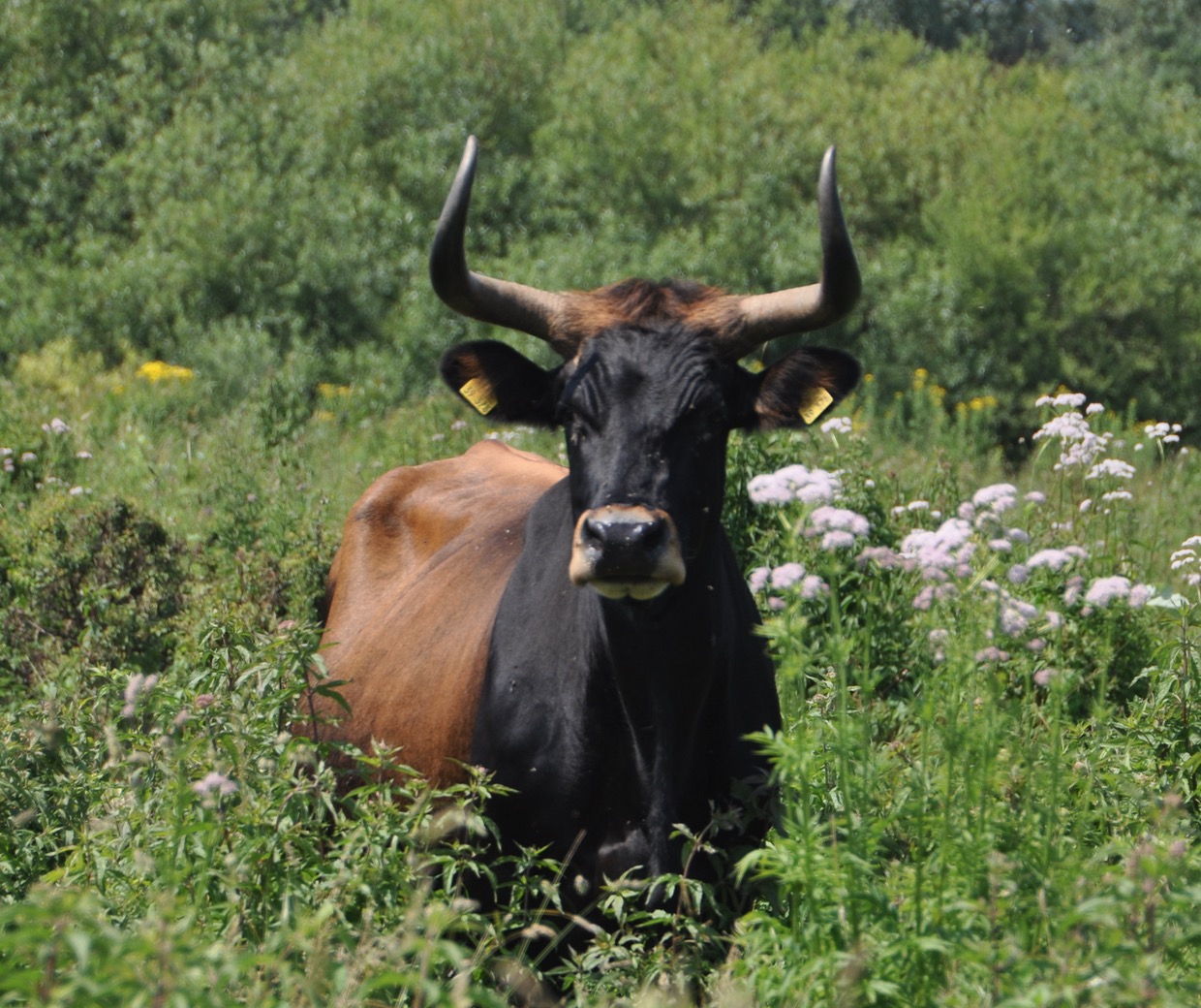 The Breeding-back Blog: The Taurus cow Lerida
