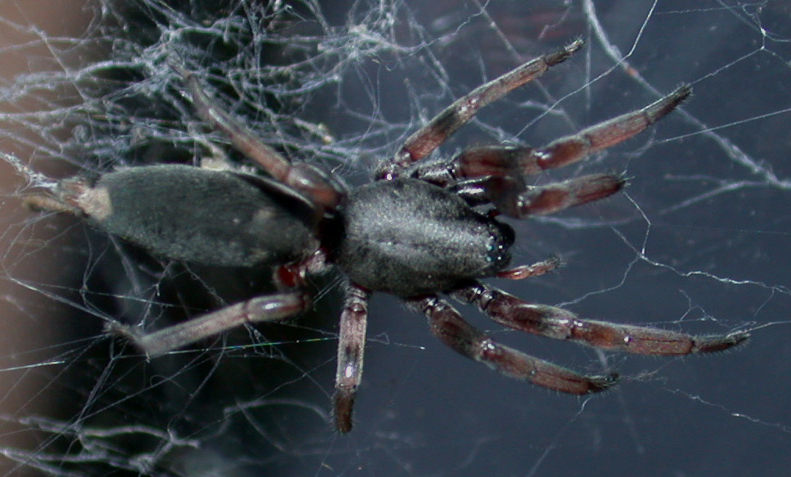 Arañas: Araña de Cola Blanca