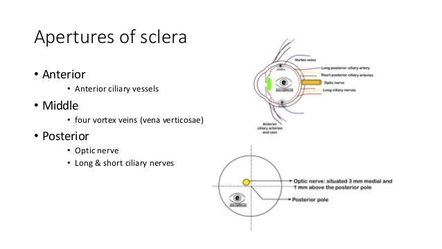 Sclera - Med School Stuff