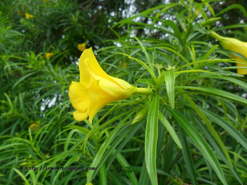 Kolke Ful(কলকে ফুল) - Thevetia peruviana