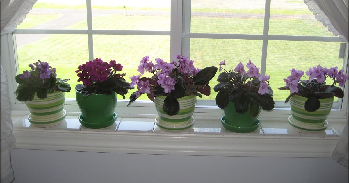 How to Grow African Violets