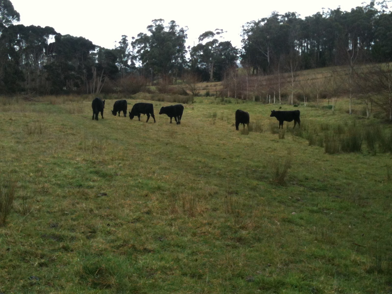 A day in the life: And then our new cow jumped over the fence...