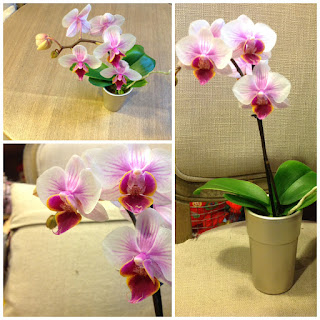 Sweetpea's: Mini Orchids