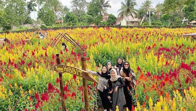 Umbul Helau Wisata Taman Bunga Celosia Di Lampung Tempat Wisata Lampung