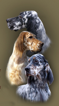 ESAA: English Setter Colors