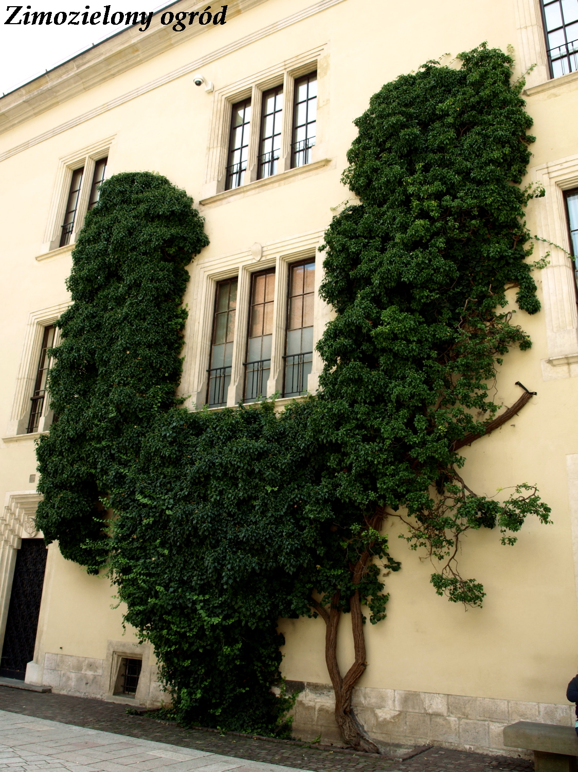 Zimozielony ogród: Bluszcz - gatunki, odmiany i uprawa 1