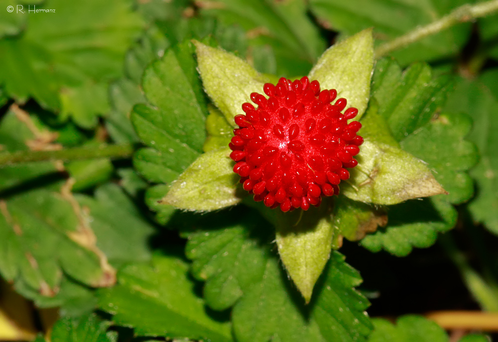 fotosricardo-h: FRESAS - STRAWBERRIES