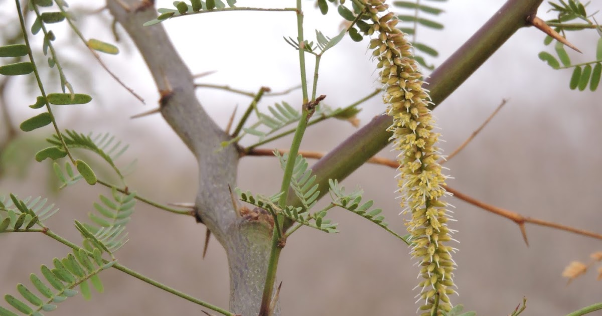Fabaceae - Leguminosae no Brasil: Disintegration of the genus Prosopis ...