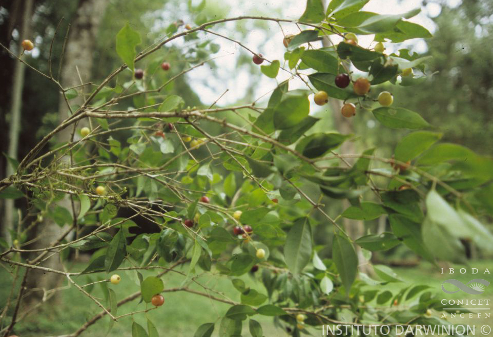 Argentina nativa: Ibaporoití (Plinia rivularis)