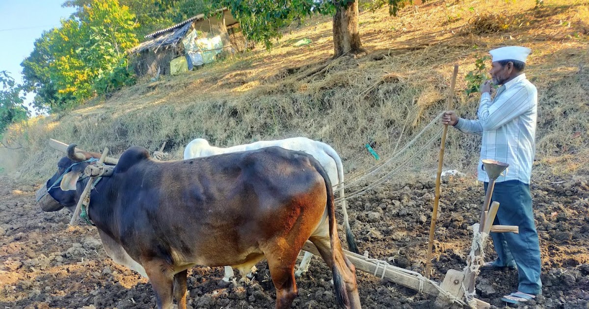 Bestiaria Latina Blog: 32: Rusticus et Asellus Aratrum Portans