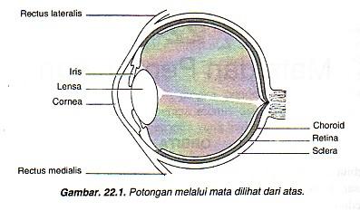 dunia_kita: Retina