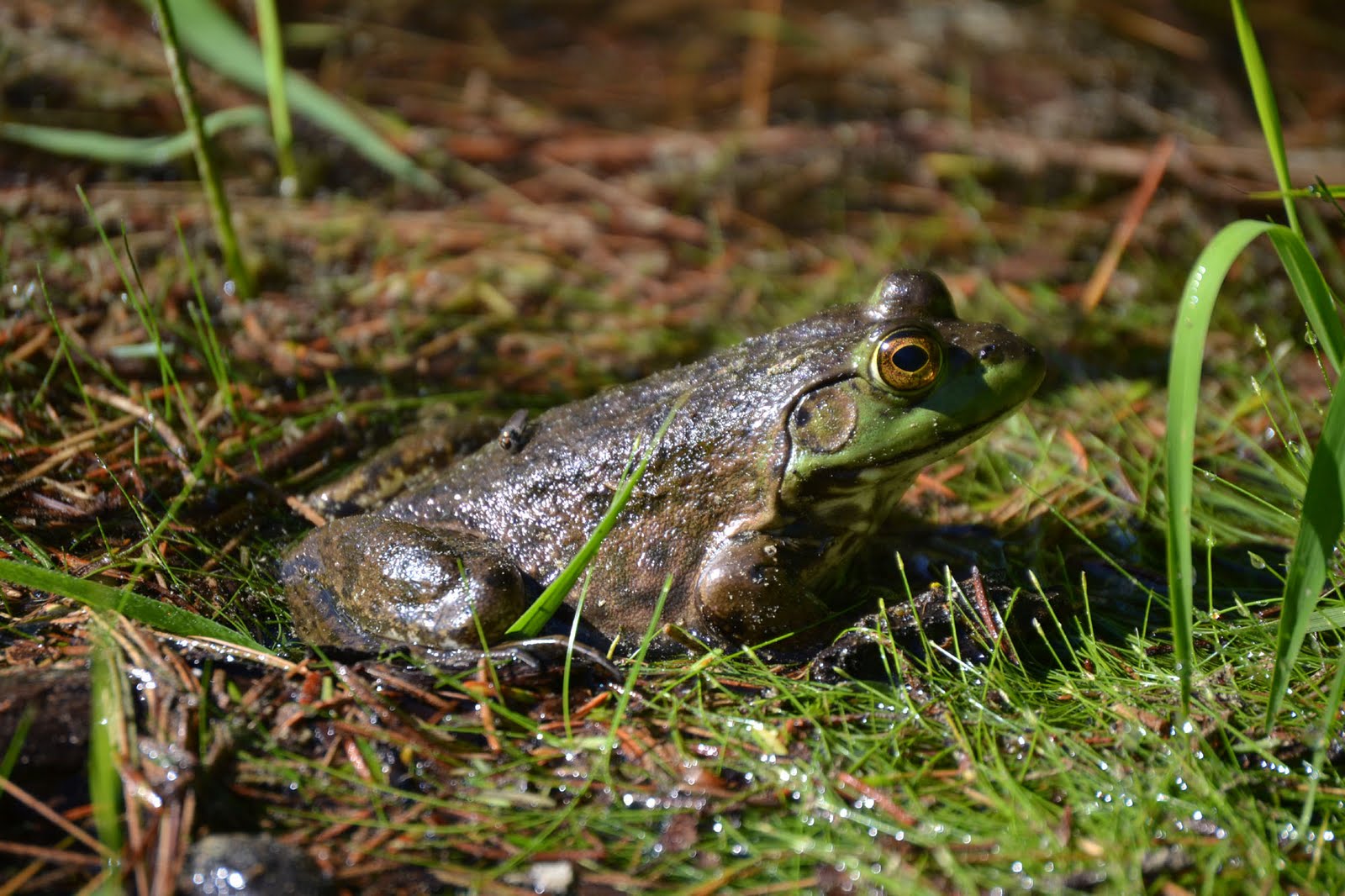 Woods Walks and Wildlife: May 2011