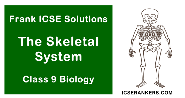 Frank Chapter 17 The Skeletal System ICSE Solutions Class 9 Biology Frank Chapter 17 The Skeletal System ICSE Solutions Class 9 Biology
