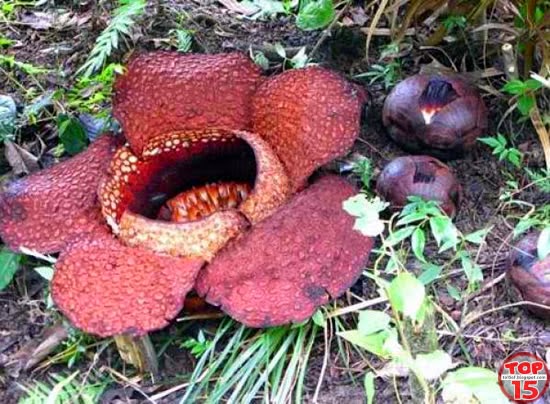 Top 15 Scary Plants in the World - TOP15LISTOF