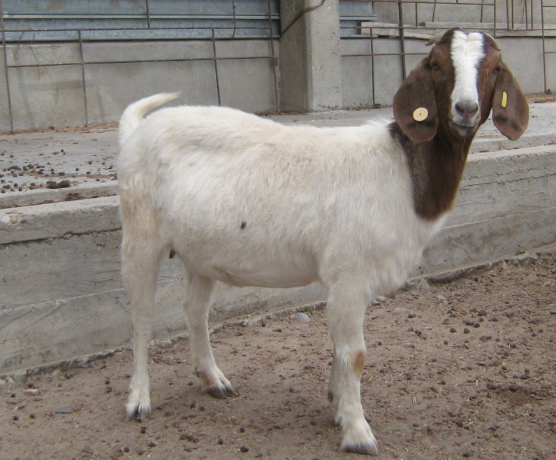 Criadero de Chivos Boer