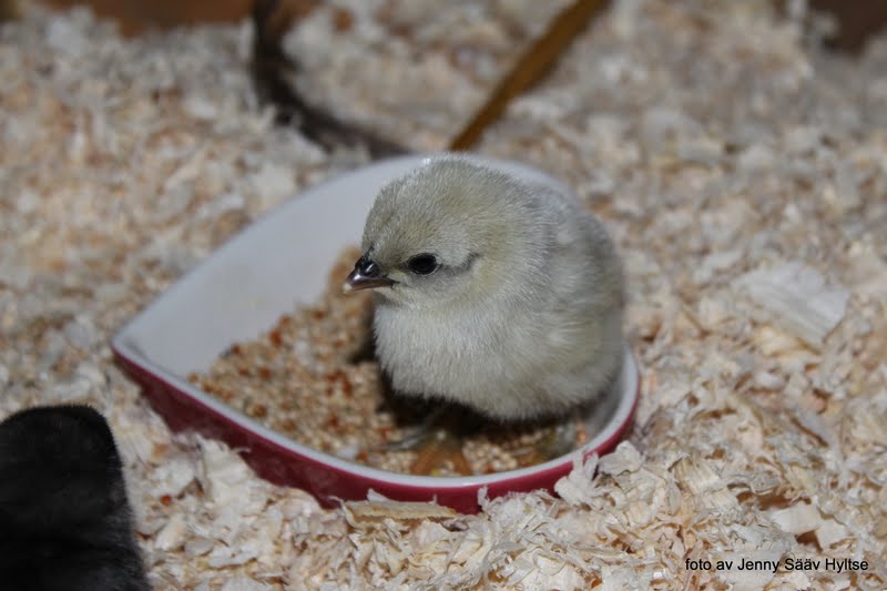 Wilda Tilda: Kycklingbilder - igen!!!=)