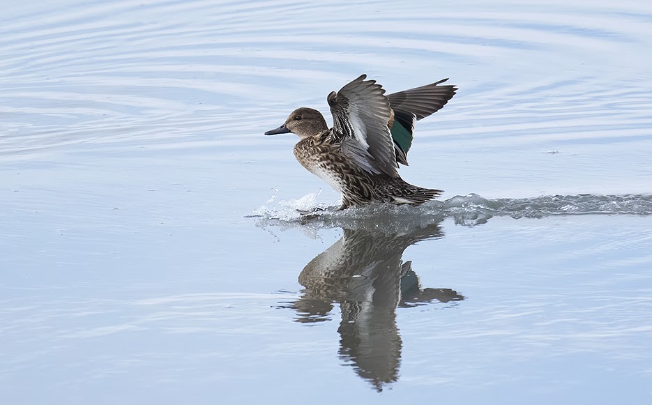 My Big Little World : Winter Ducks at the Great Salt Lake - II.