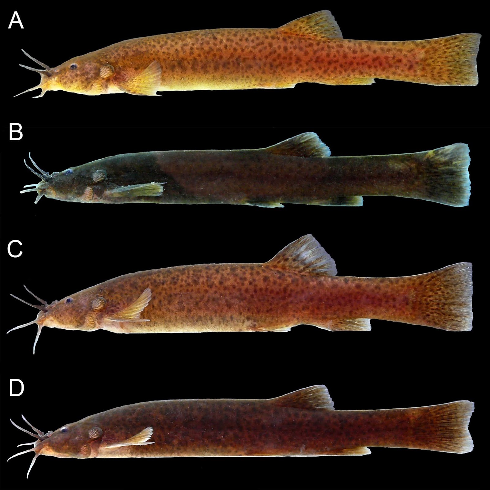 Species New to Science: [Ichthyology • 2020] Trichomycterus lauryi ...