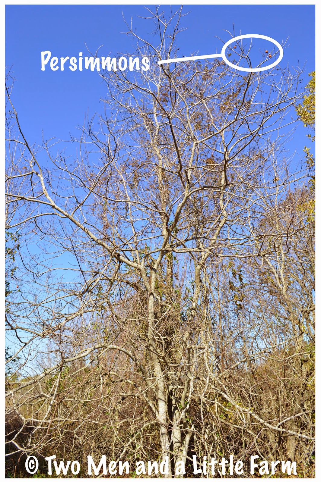 Two Men and a Little Farm: WILD PERSIMMON TREE