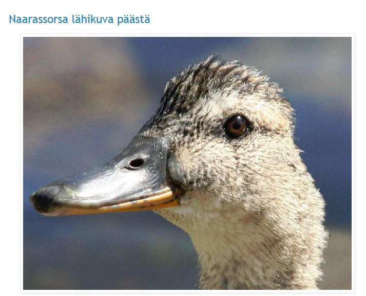 Linkkisivut: Lintukuvat Suomesta ja muualta