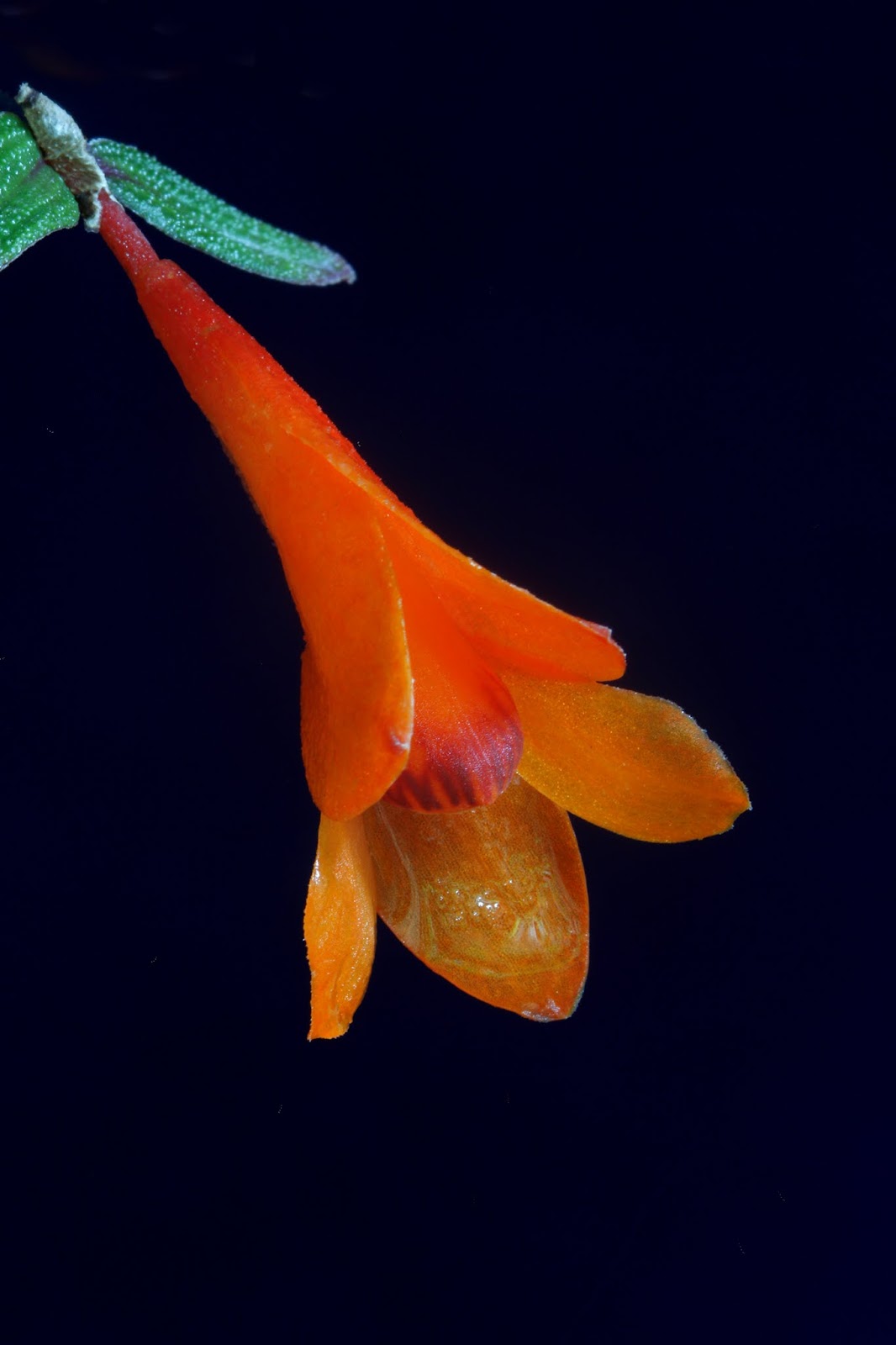 Orchids in Bloom: Dendrobium oreodoxa x cuthbertsonii