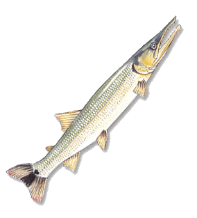 BICUDA (Boulengerella cuvieri)