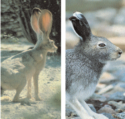 an arctic hare - animal