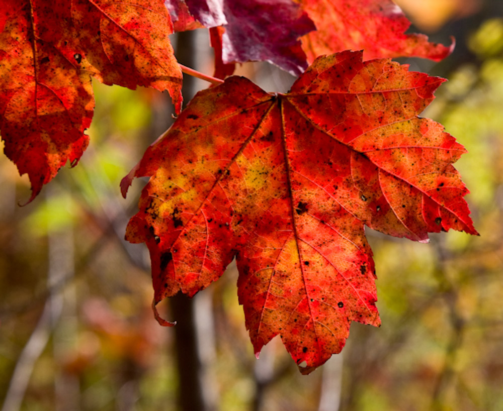Whimsically Homemade: Wordless Wednesday - Autumn Leaves