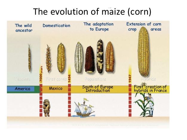 A Transgenic World: Is the consumer confused on GMOs?